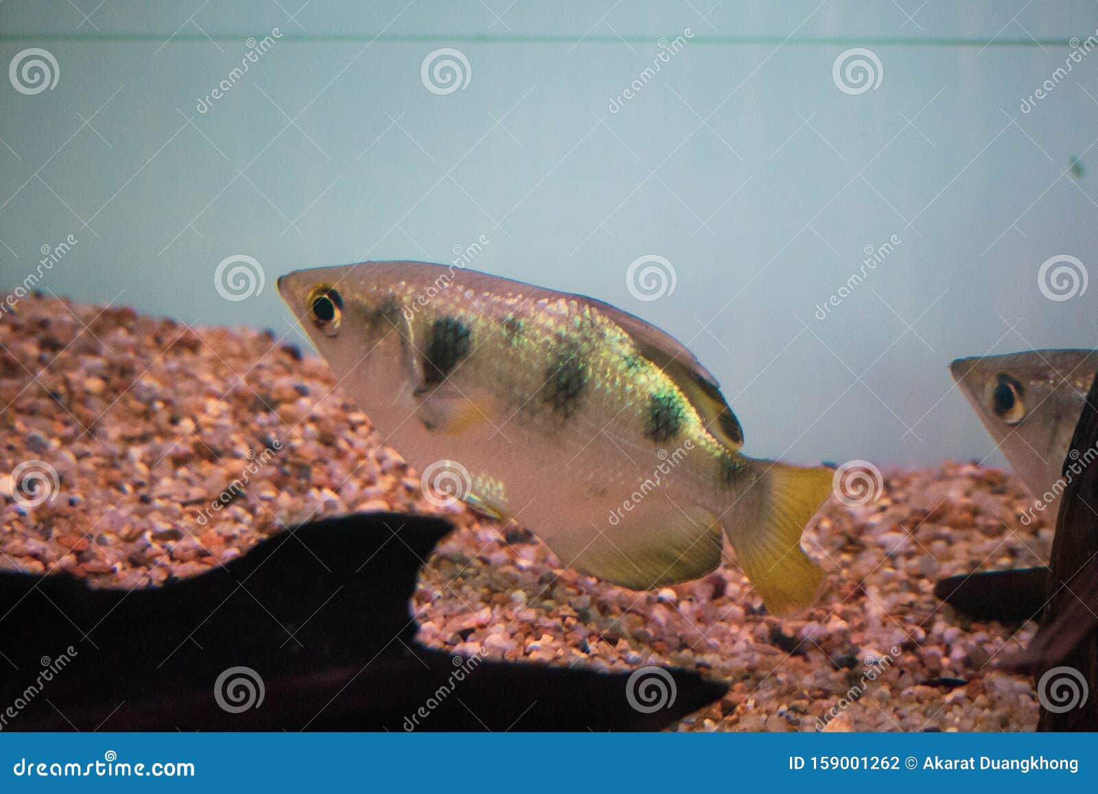 Archer fish stock photo. Image of animal, asian, common - 159001262