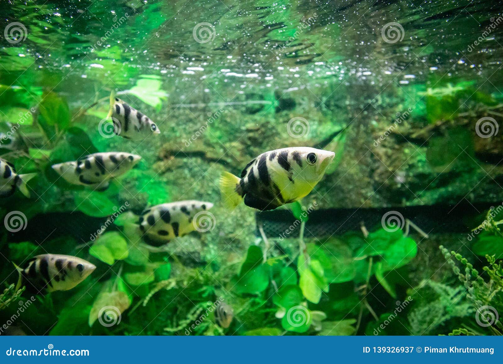 Archer fish in aquarium stock image. Image of macro - 139326937