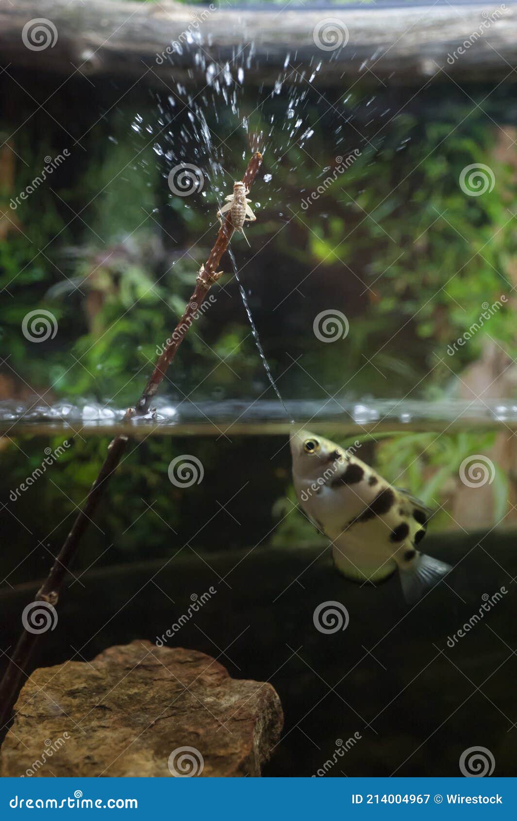 Archer Fish Shooting Water and Attacking an Insect Stock Image - Image ...