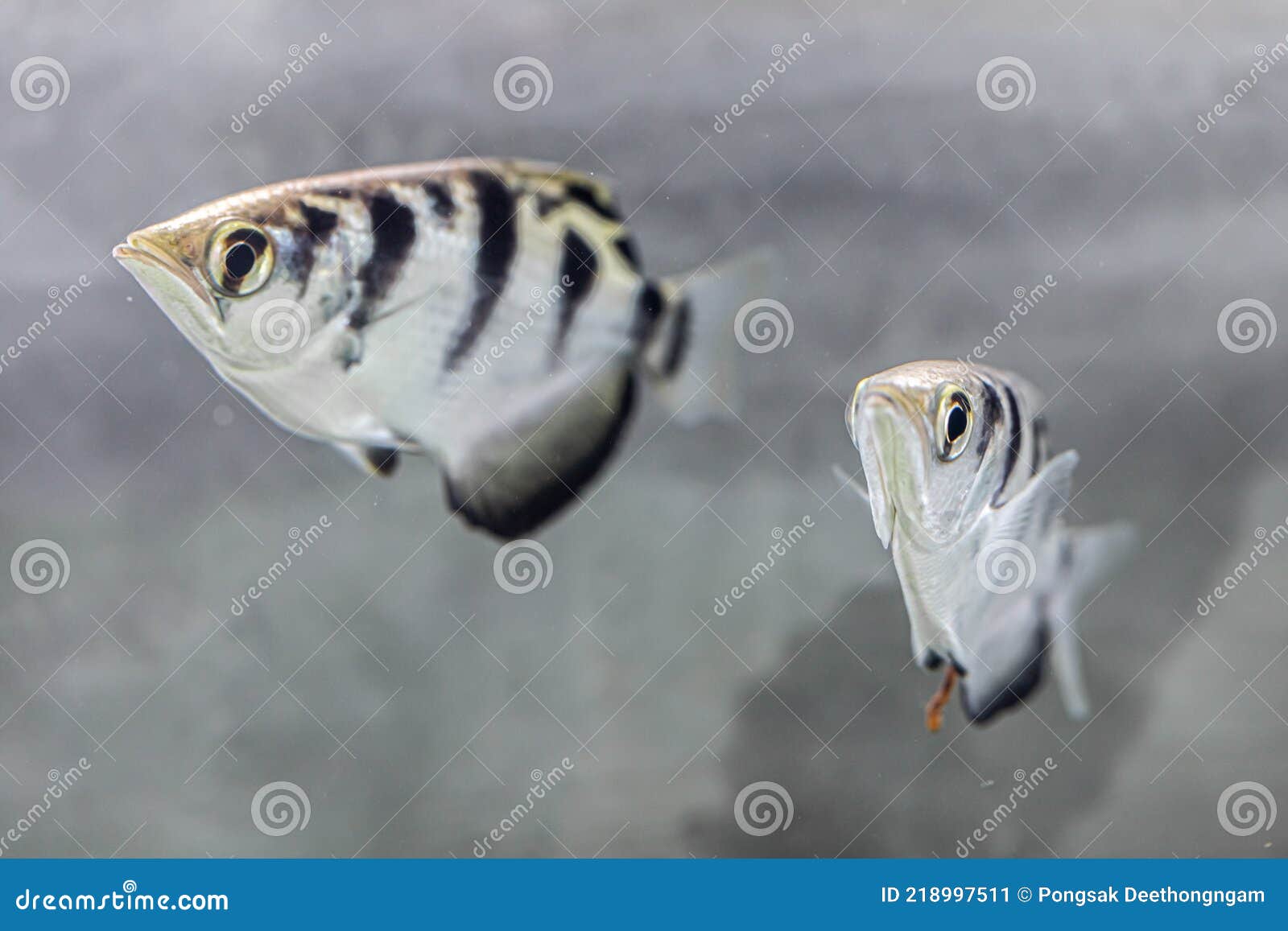 Archer fish stock image. Image of archer, aquatic, banded - 218997511