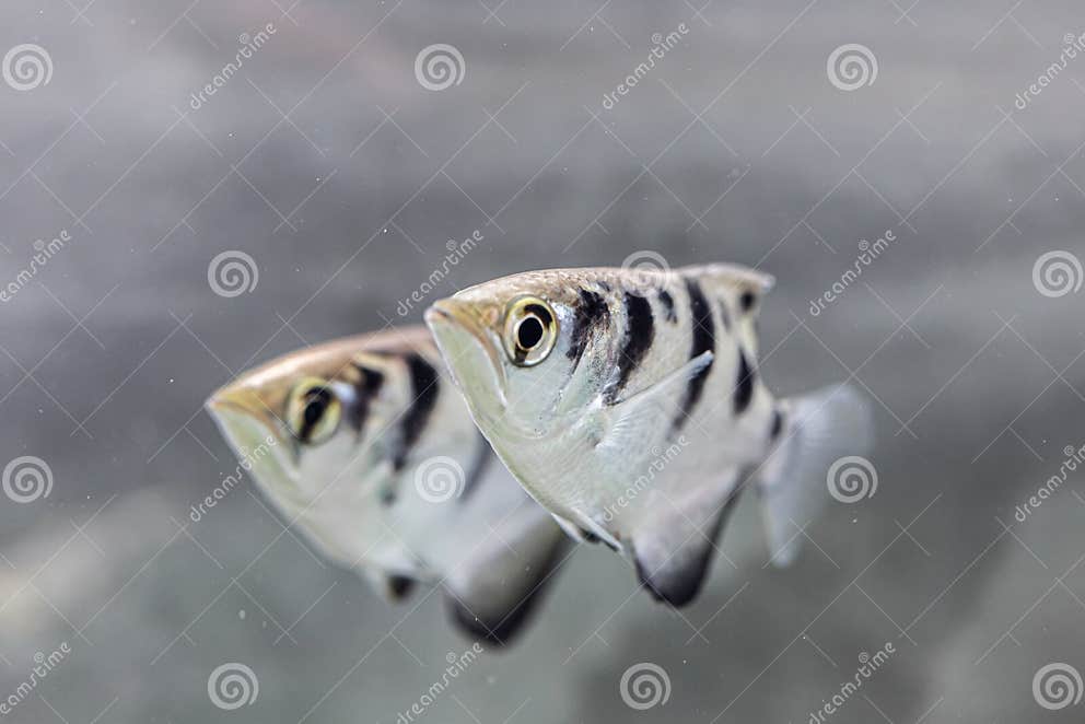 Archer fish stock photo. Image of marine, brackish, fishes - 218997522