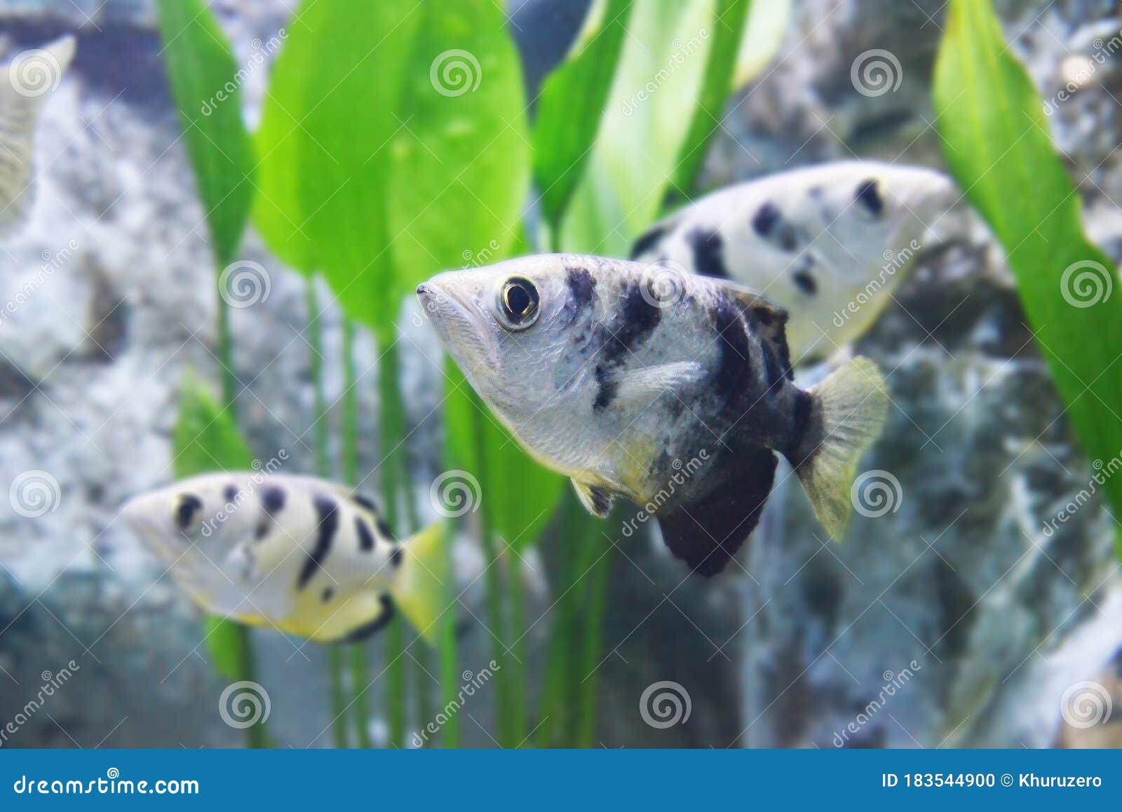 Archer Fish (Toxotes Jaculatrix Stock Photo - Image of exotic, marine ...