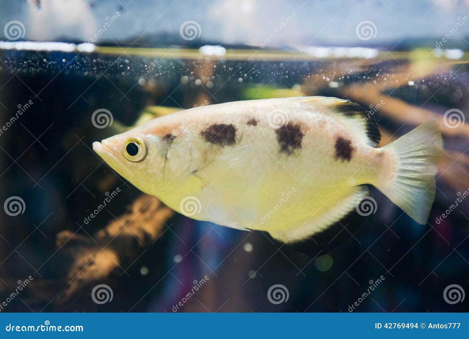 Archer Fish (Toxotes Jaculatrix) Stock Photo - Image of archer, spots ...