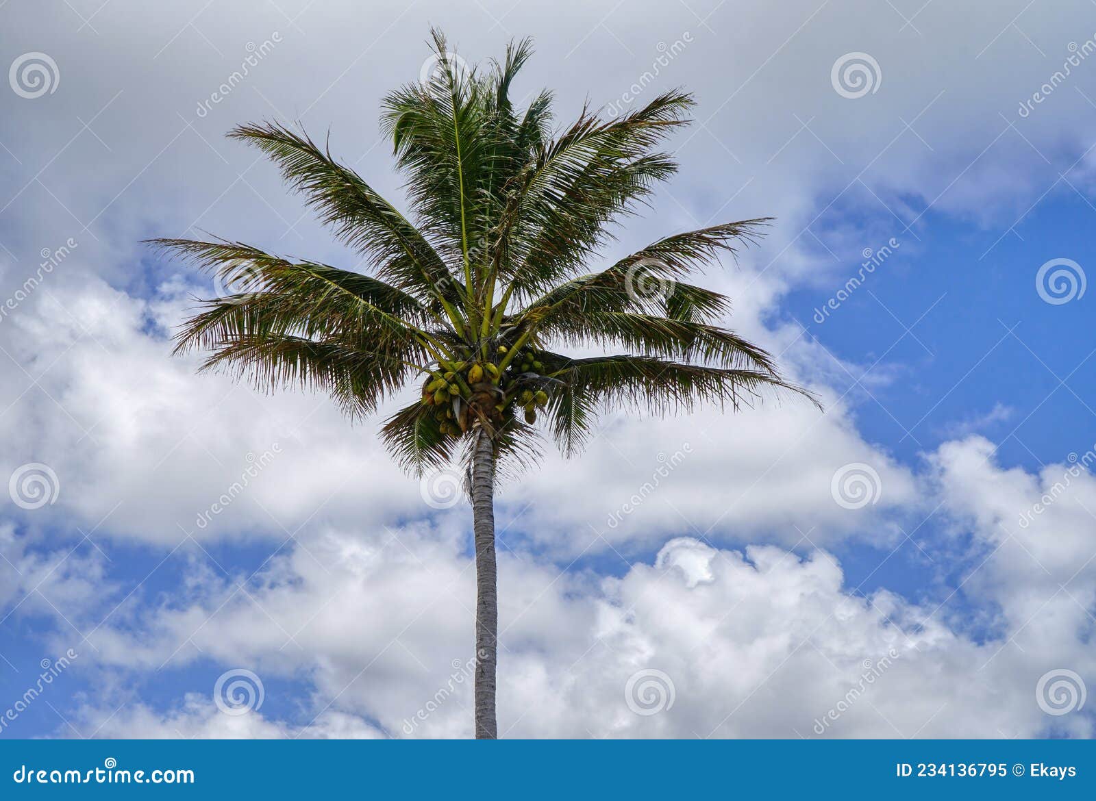 One Coconut Tree with Clouds in the Background Stock Image - Image of ...