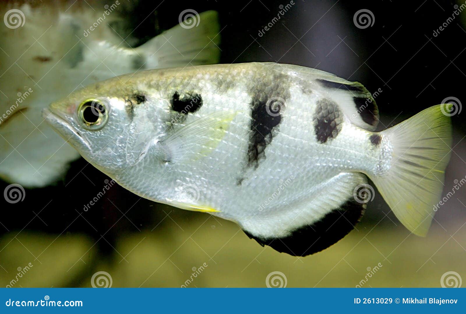 Archerfish 1 stock image. Image of sheet, nice, water - 2613029