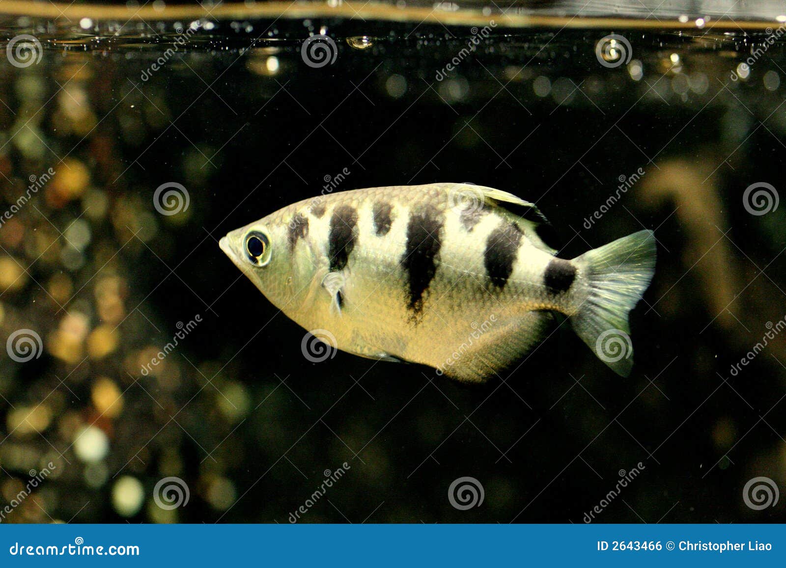 Archerfish stock photo. Image of fins, archerfish, swimming - 2643466