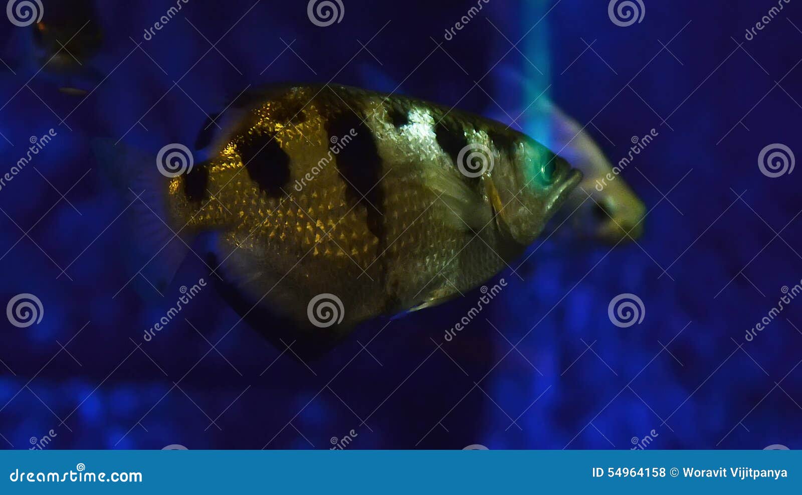 Archerfish stock foto. Image of water, vissen, leven - 54964158