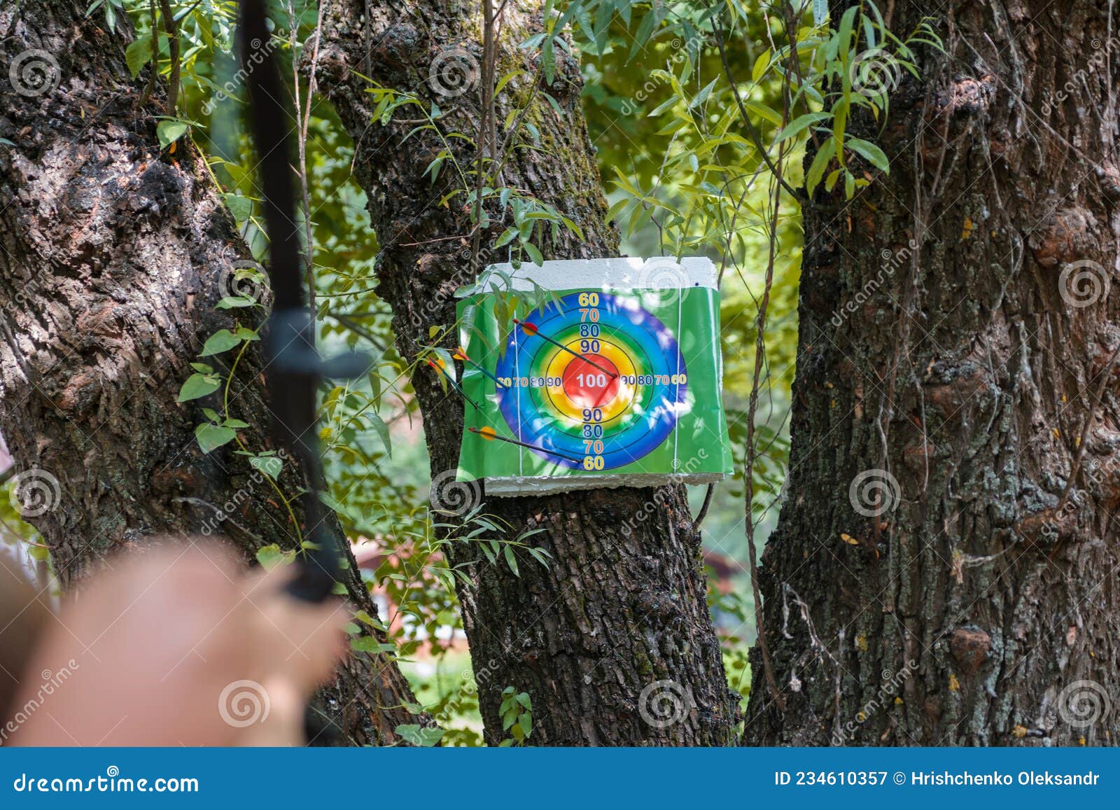 Archery Target Attached To a Tree. an Arrow Sticks Out of the Center of ...