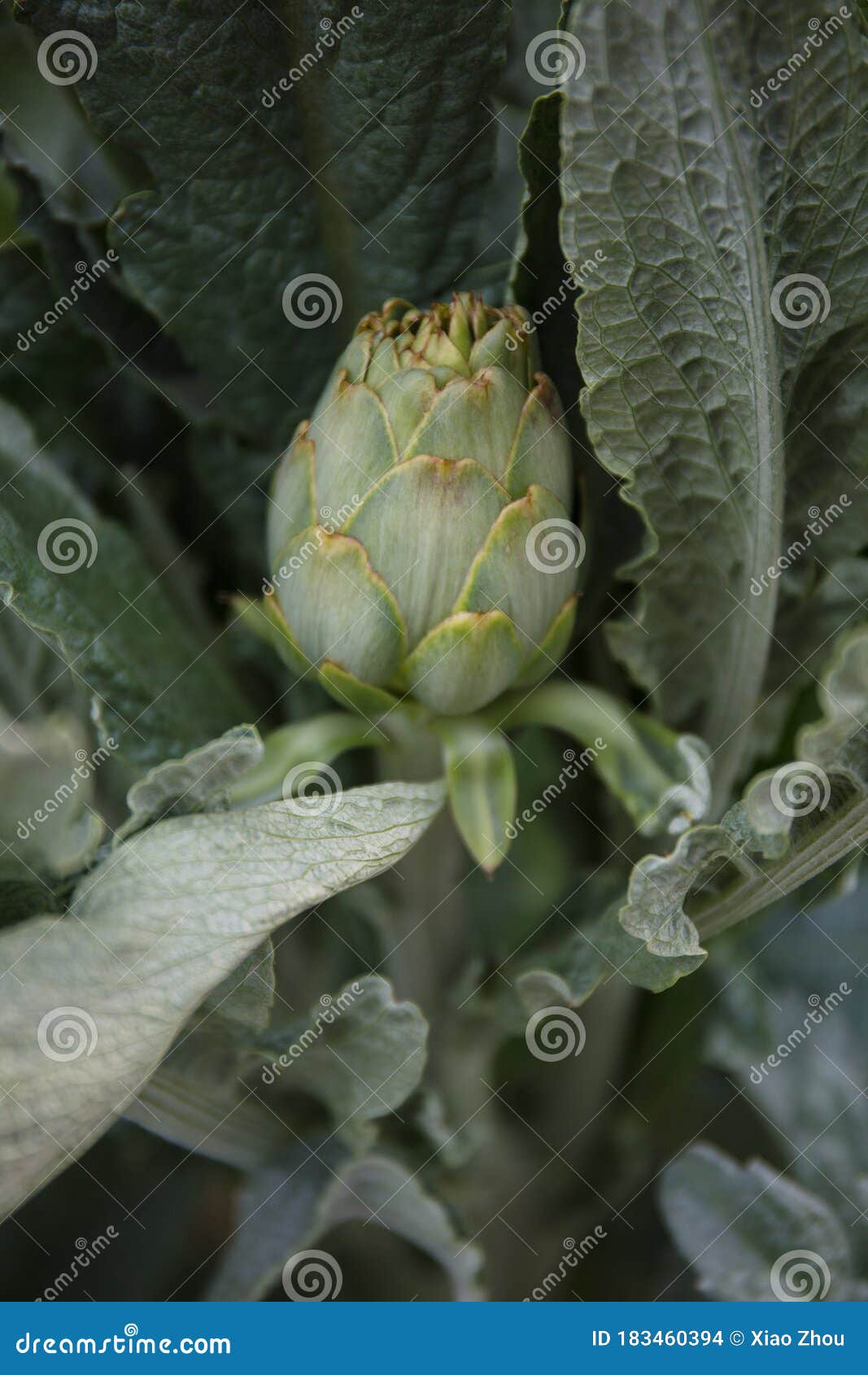 Archichoke stock photo. Image of plants, food, netherlands - 183460394