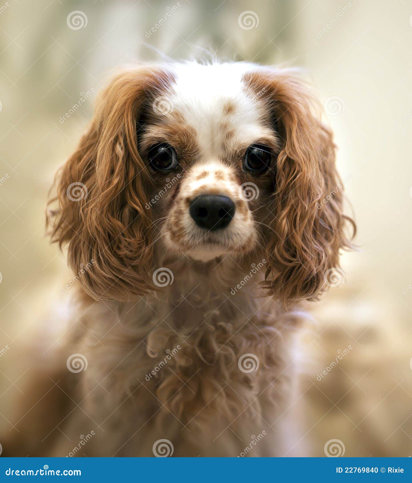 Archie portrait stock photo. Image of canine, king, charles - 22769840