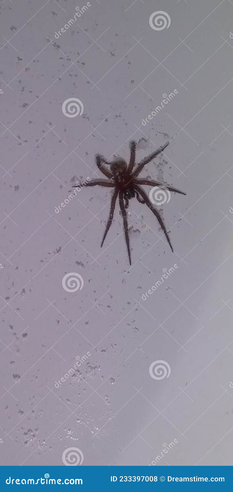 Archie the spider stock photo. Image of wing, drawing - 233397008