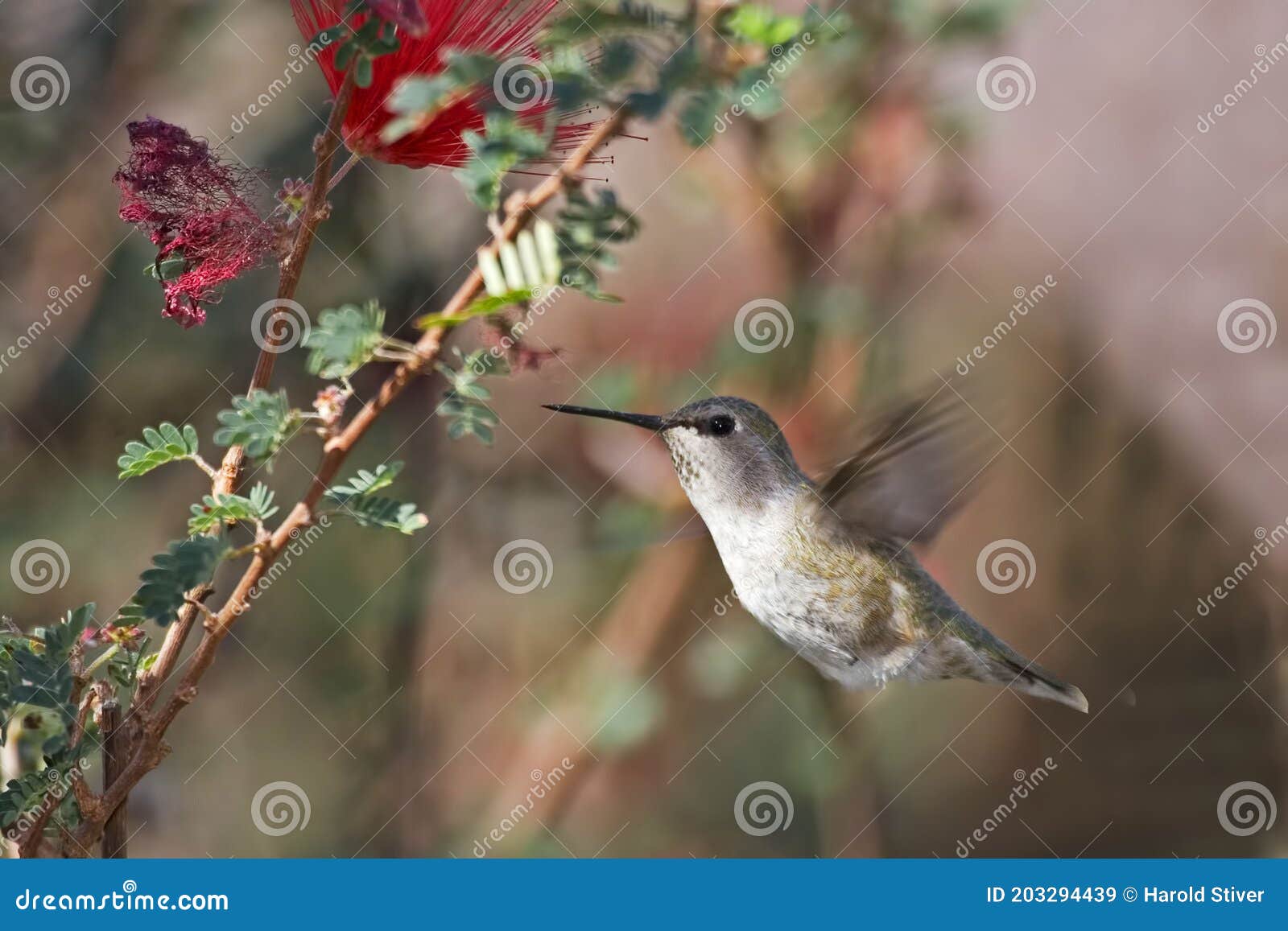 Archilochus Alexandri Hovering Imagen de archivo - Imagen de selva ...