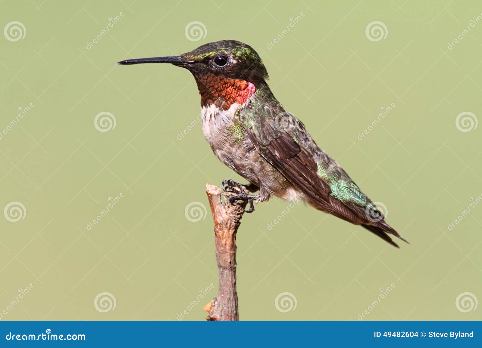 Archilochus Kolibra Colubris Ruby Throated Zdjęcie Stock - Obraz ...