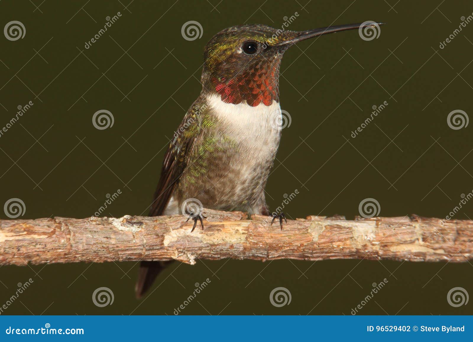 Archilochus Rubis-throated Colubris De Colibri Photo stock - Image du ...