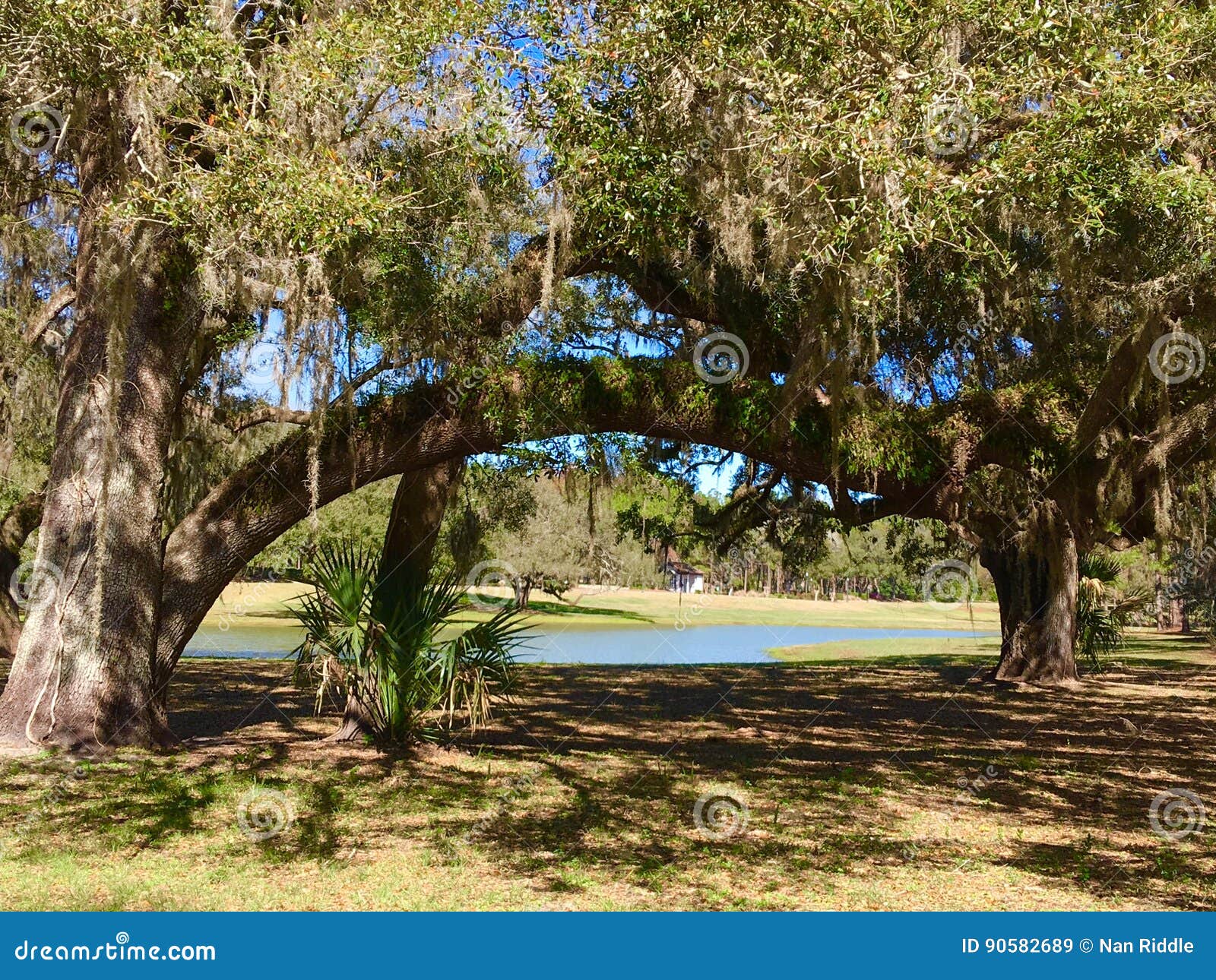 Arching Limb between Trees with Lake Stock Image - Image of trees ...