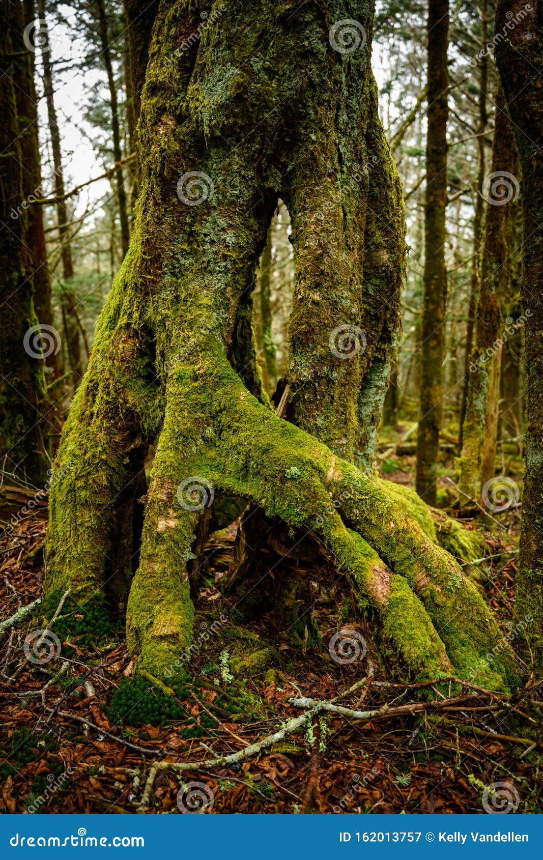 Arching Roots of Tree Coverd in Moss Stock Image - Image of wilderness ...
