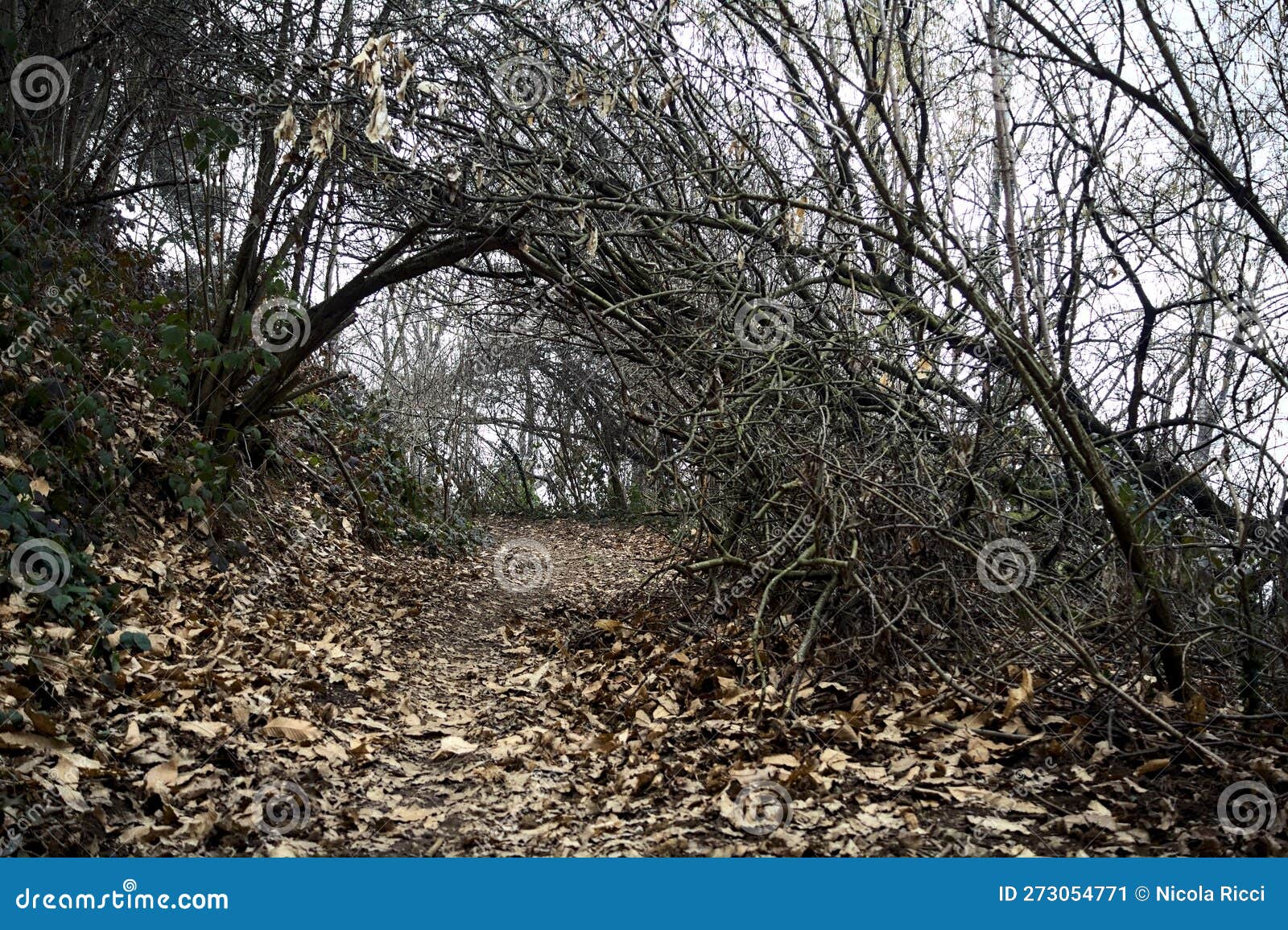 Arching Trees on a Trail in a Forest on a Mountain on a Cloudy Day ...