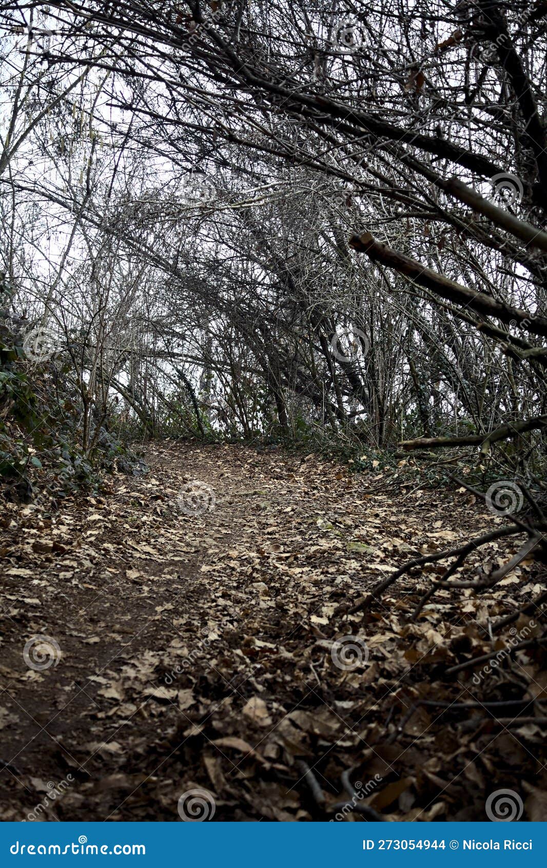 Arching Trees on a Trail in a Forest on a Mountain on a Cloudy Day ...