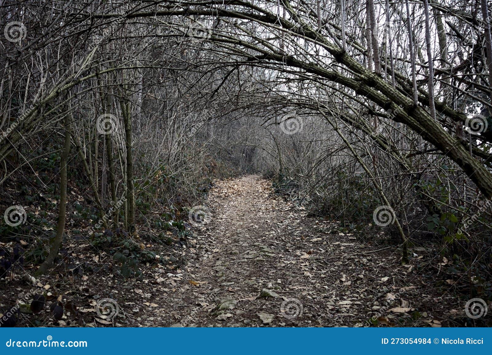 Arching Trees on a Trail in a Forest on a Mountain on a Cloudy Day ...