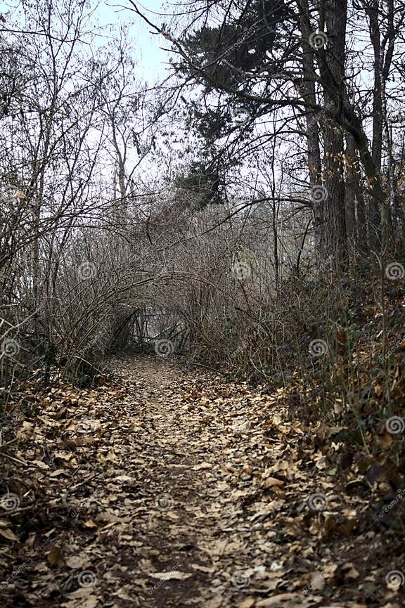 Arching Trees on a Trail in a Forest on a Mountain on a Cloudy Day ...