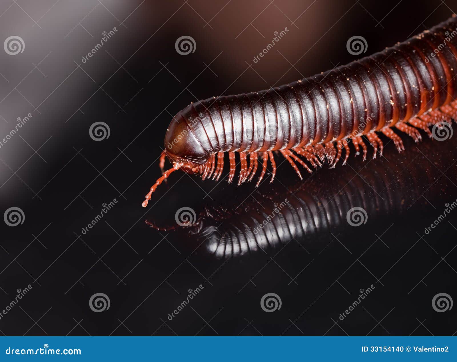 Archispirostreptus-gigas stockfoto. Bild von afrika, tier - 33154140