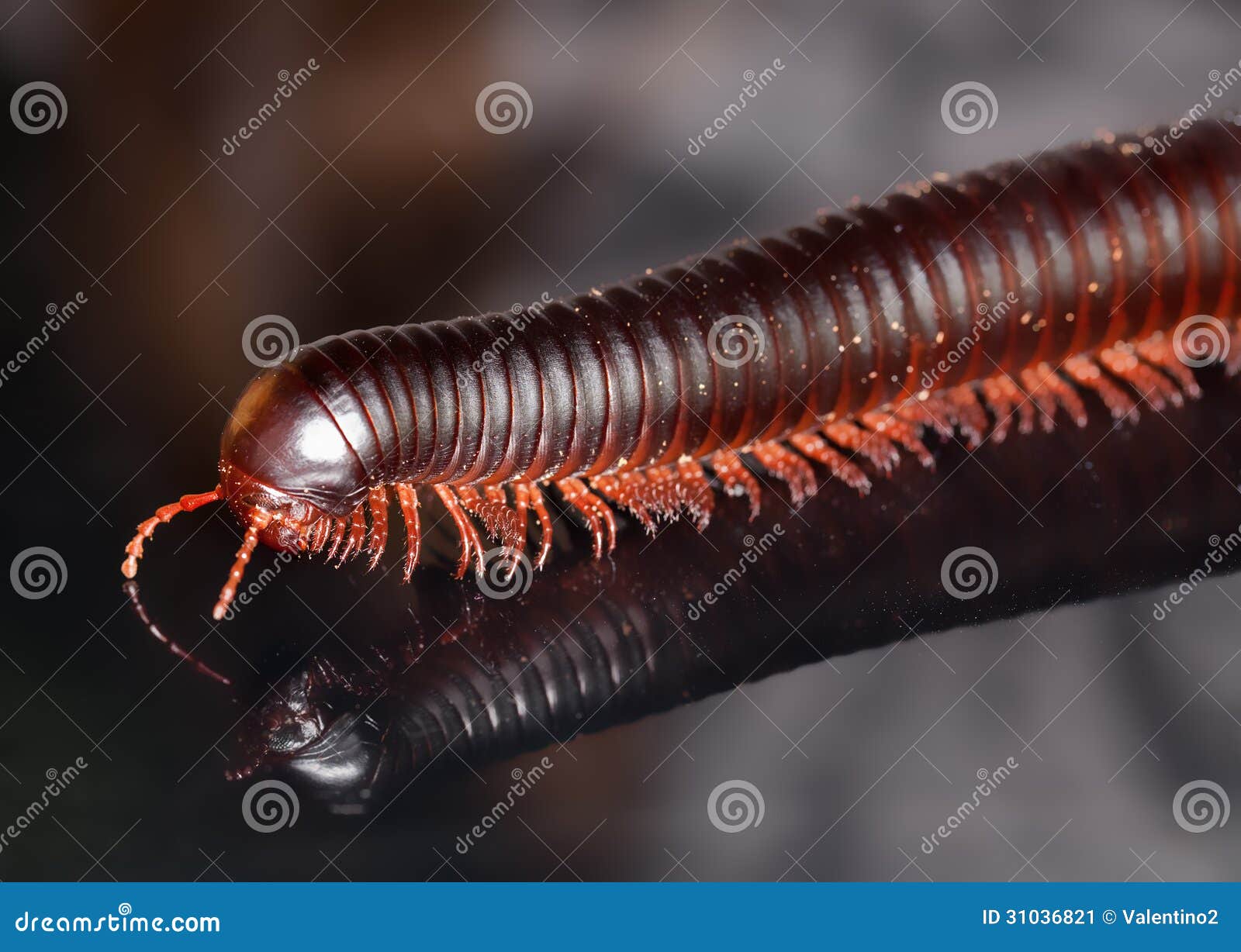 Archispirostreptus Gigas, The Giant African Millipede Or Shongololo ...