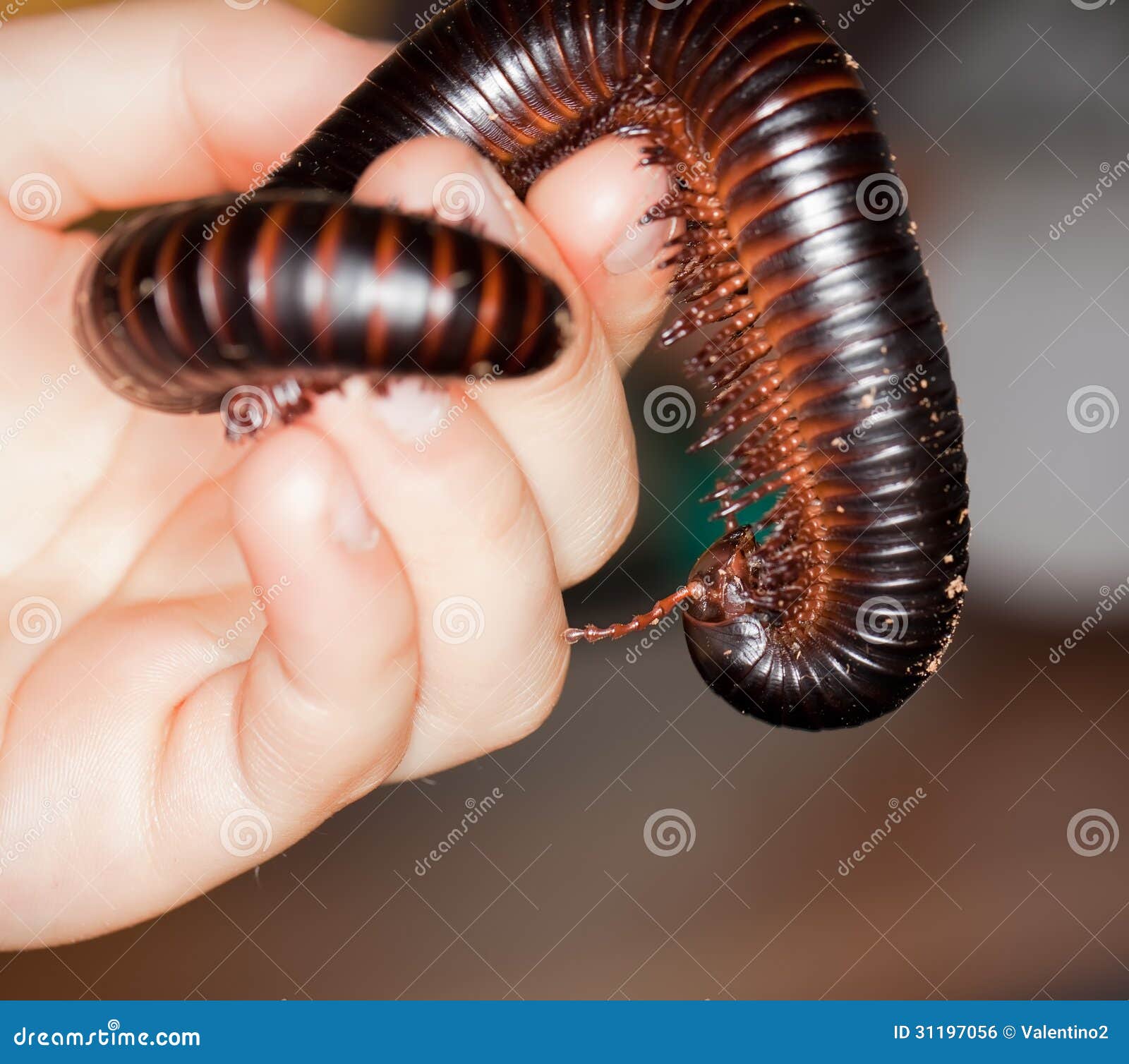 Archispirostreptus Gigas, The Giant African Millipede Or Shongololo ...