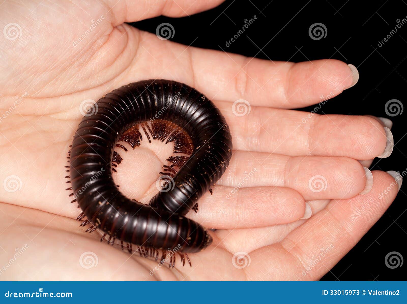 Archispirostreptus Gigas, The Giant African Millipede Or Shongololo ...