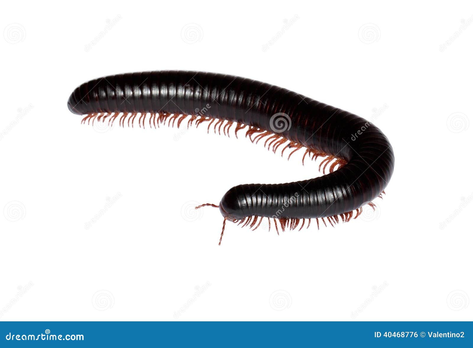 Archispirostreptus Gigas, The Giant African Millipede Or Shongololo ...