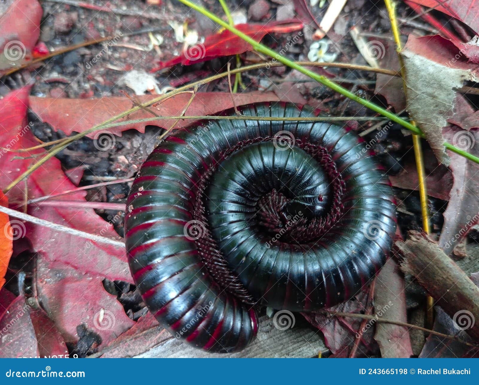 Julida Spirostreptus Millipedes Centipede Stock Photos - Free & Royalty ...