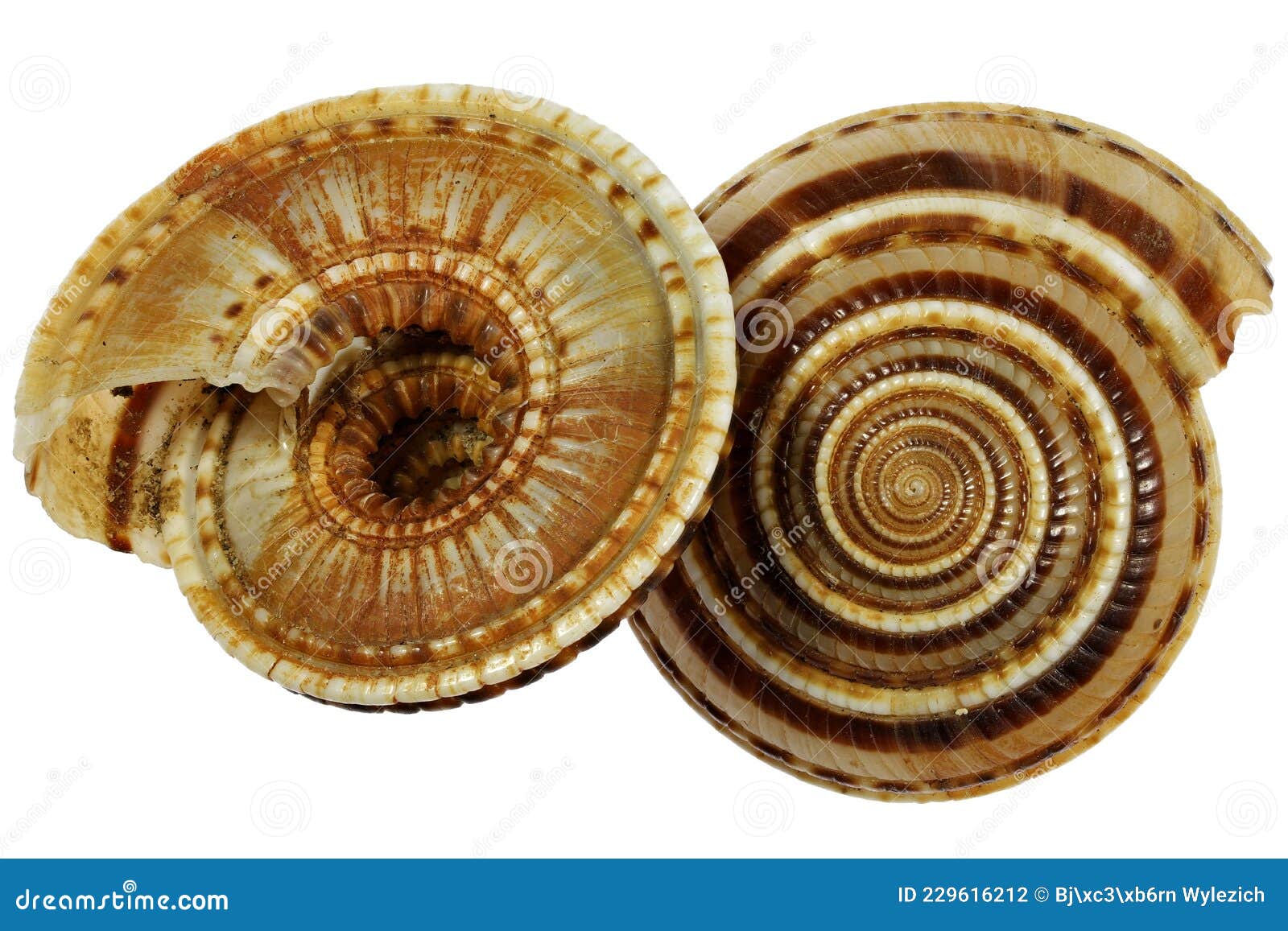 Architectonica perspectiva stock photo. Image of discovery - 229616212