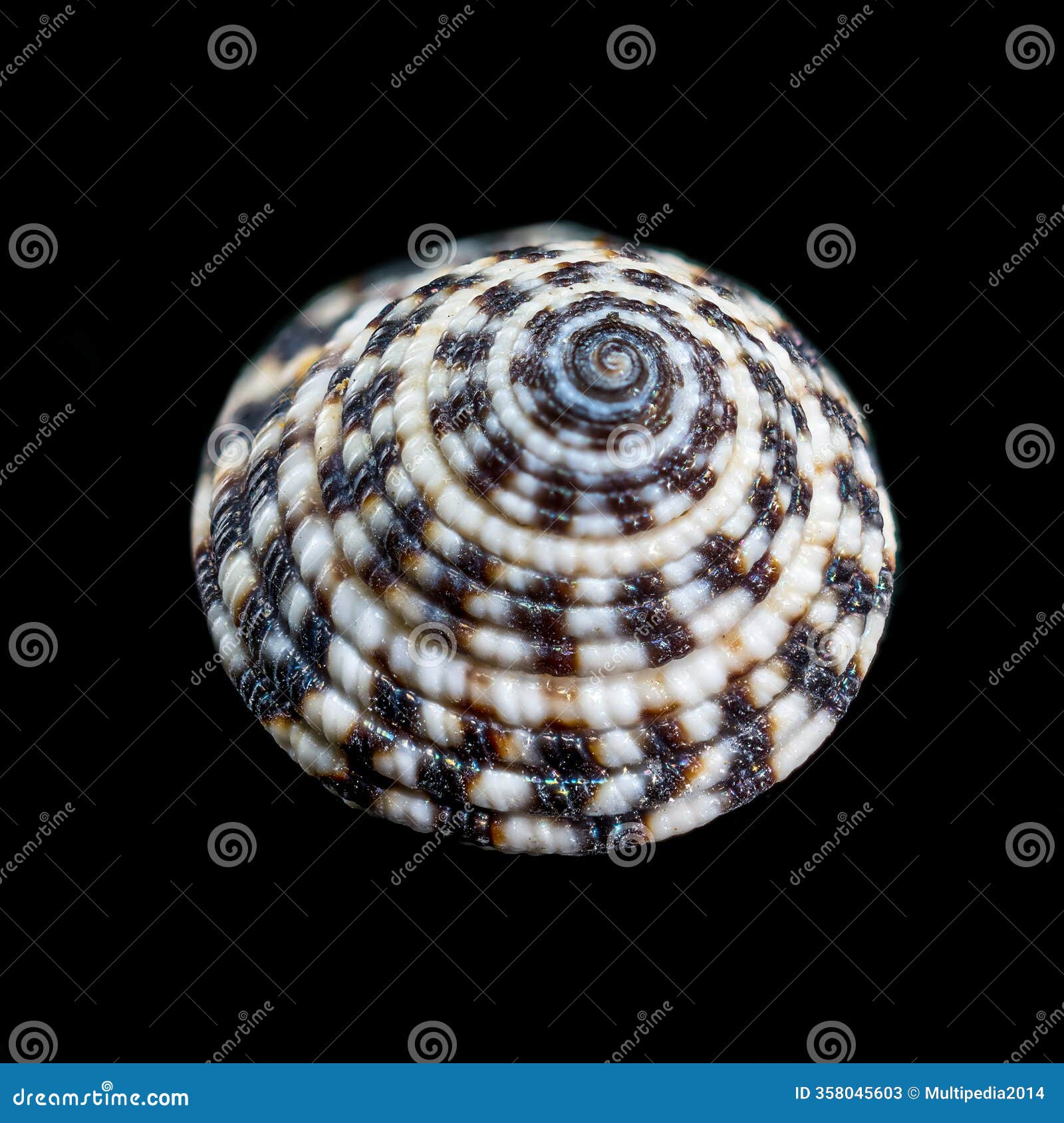 Architectonicidae, the Staircase Shells or Sundials on Black Background ...