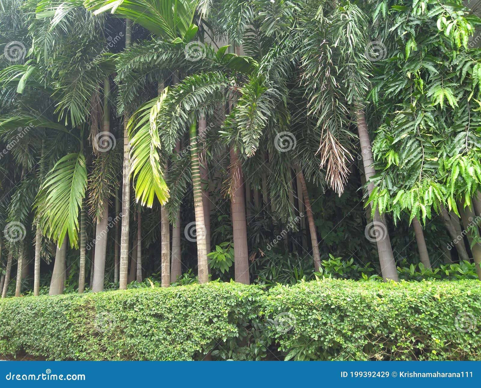 Architectural Landscape Field with Green Leaves and Coconut Tree Stock ...