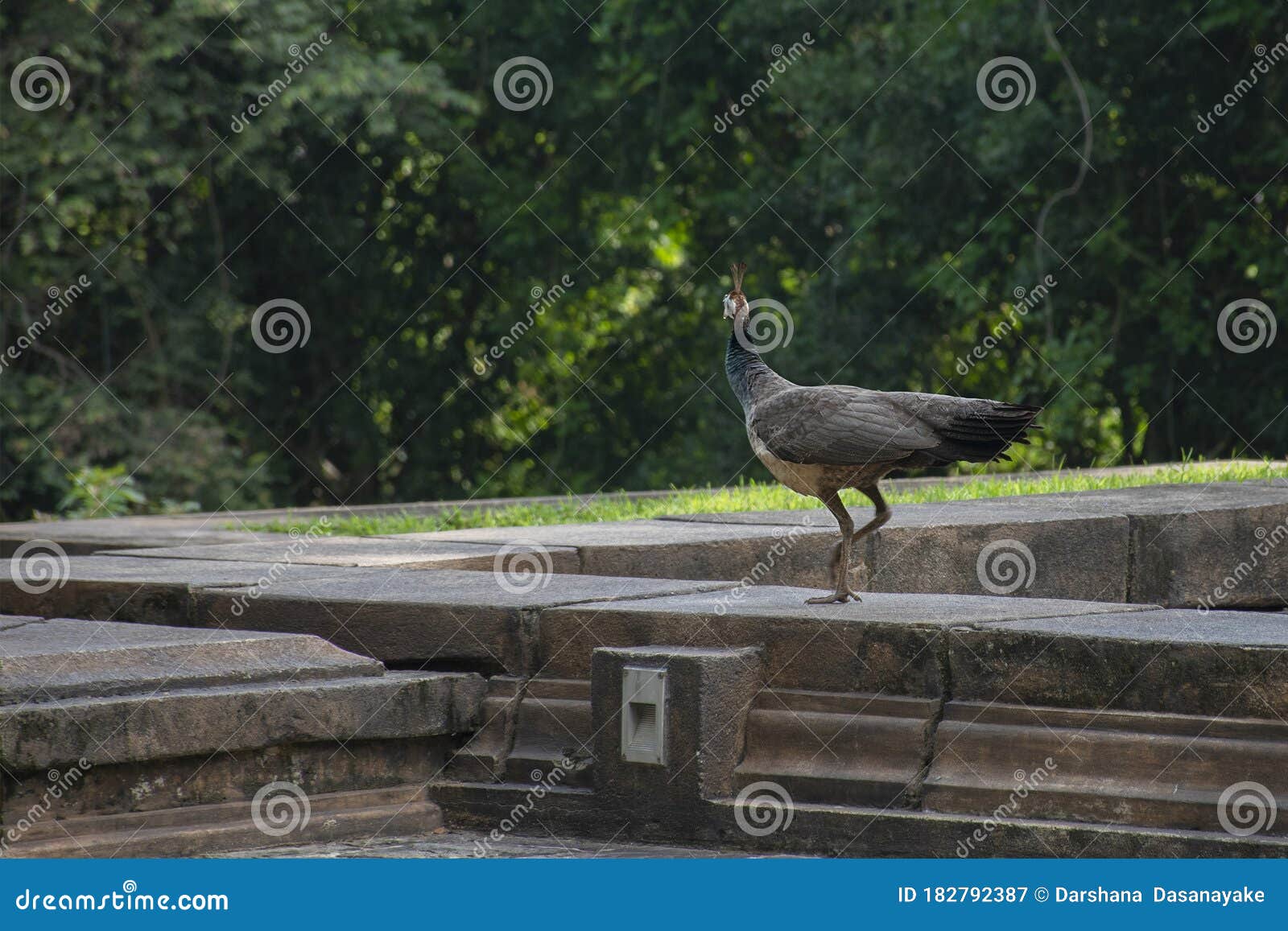Ancient Architecture, Sculptures and Carvings of Ceylon. from New ...