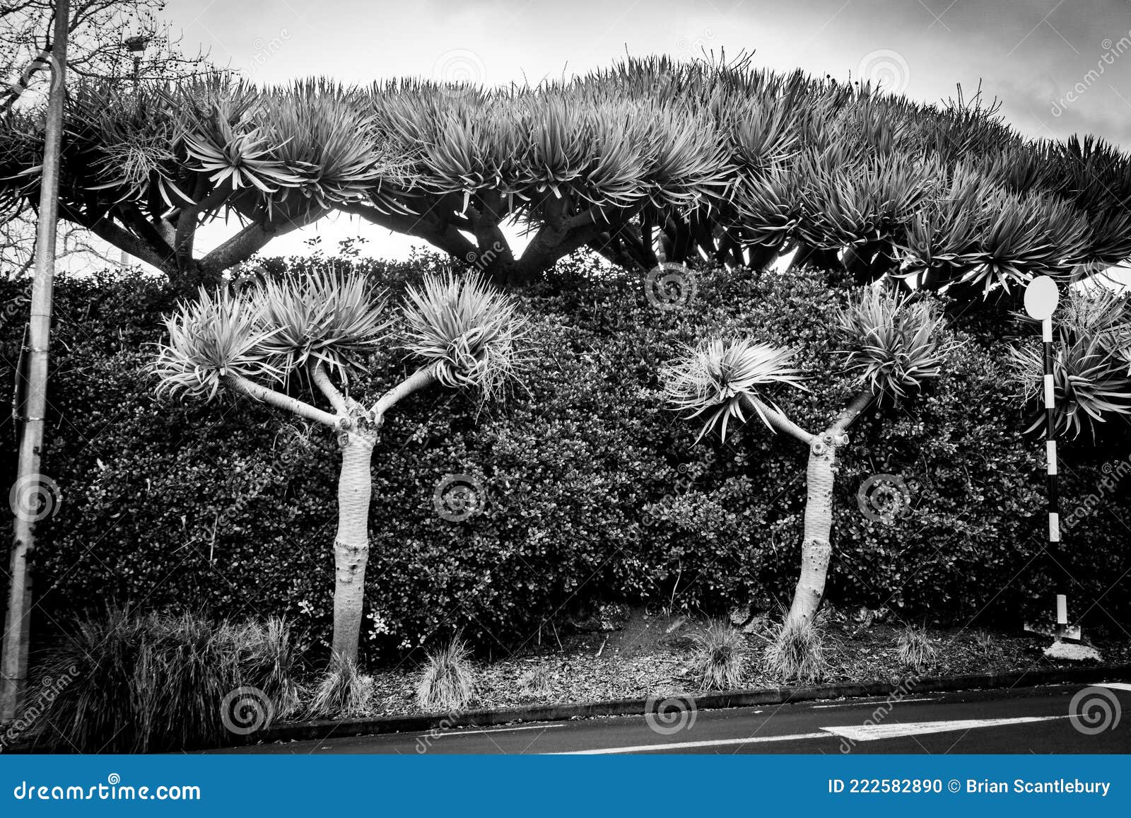 Architectural Style of Dragon Trees Against Green Hedge Stock Photo ...
