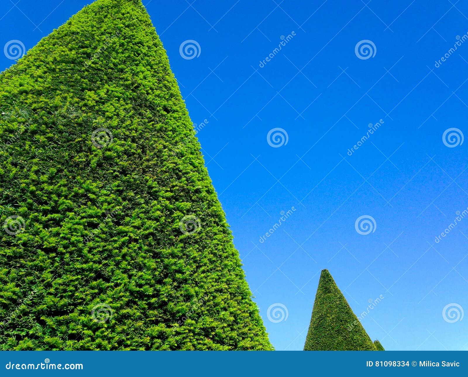 Conical Hedges Lines And Lawn, Versailles Chateau, France Royalty-Free ...