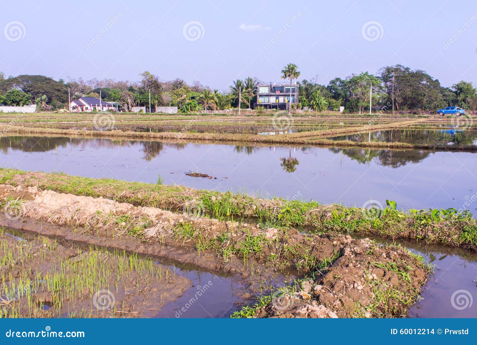 Asia Rice Paddy's And Rice Production Green Growing Rice In Tropical ...