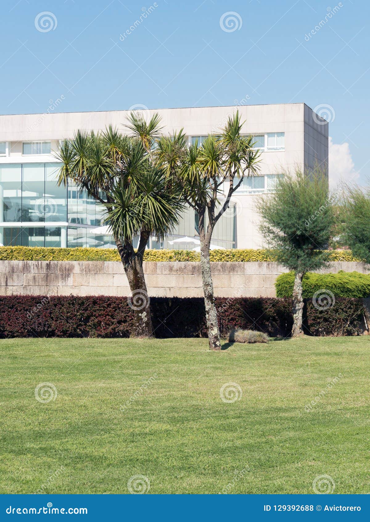 Architecture Palm Trees and Modern Building Stock Photo - Image of ...