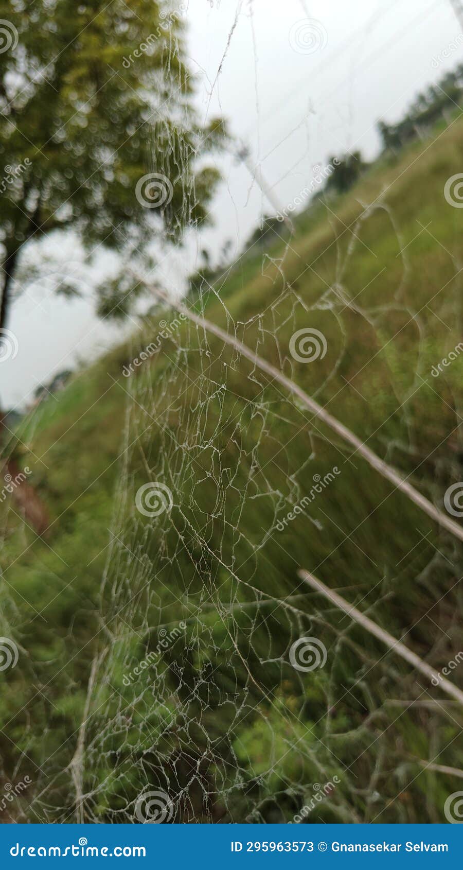 Architecture of Spider Home Click by Mob Stock Image - Image of spider ...