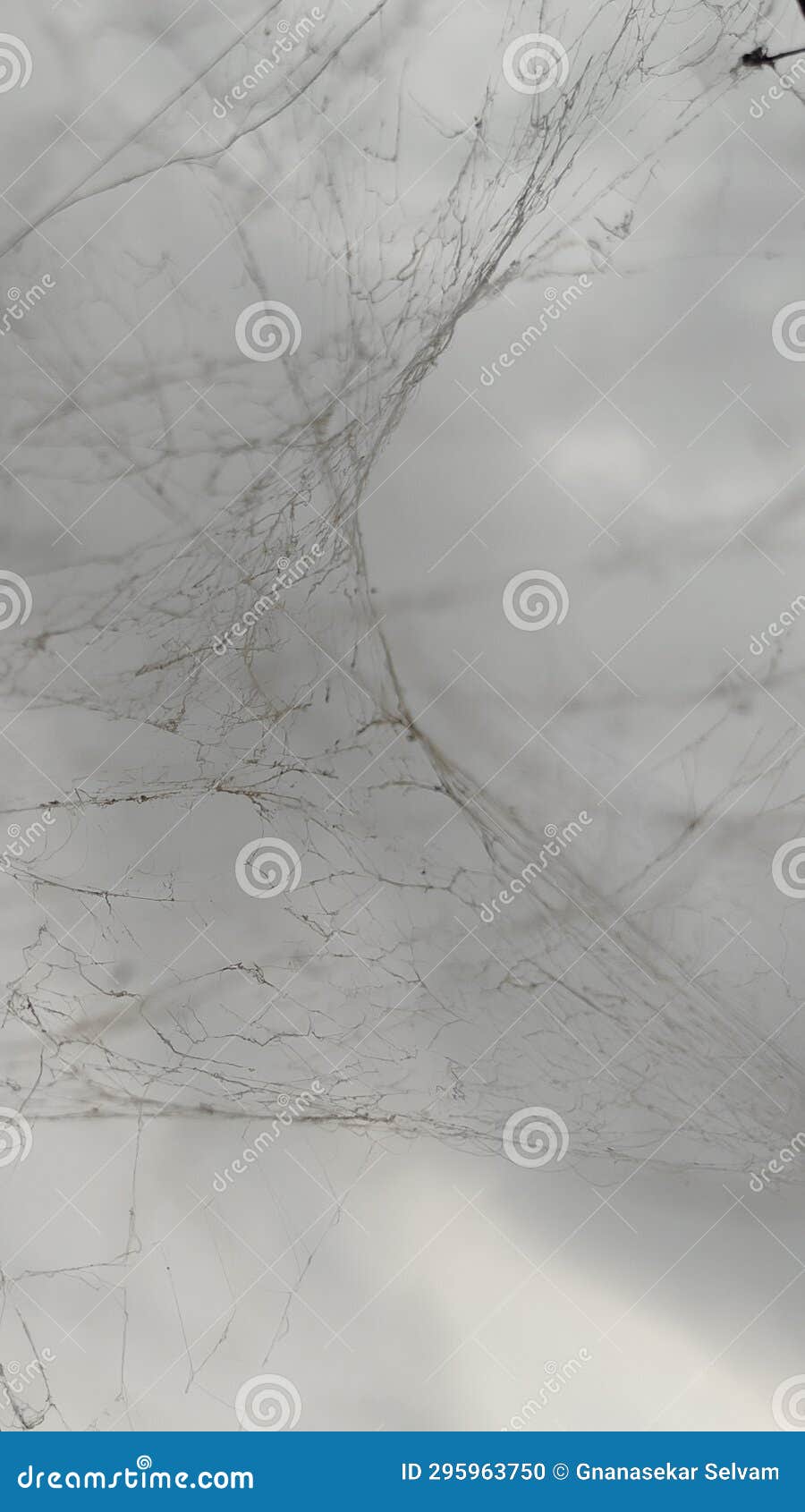 Architecture of Spider Home Click by Mob Stock Photo - Image of ...