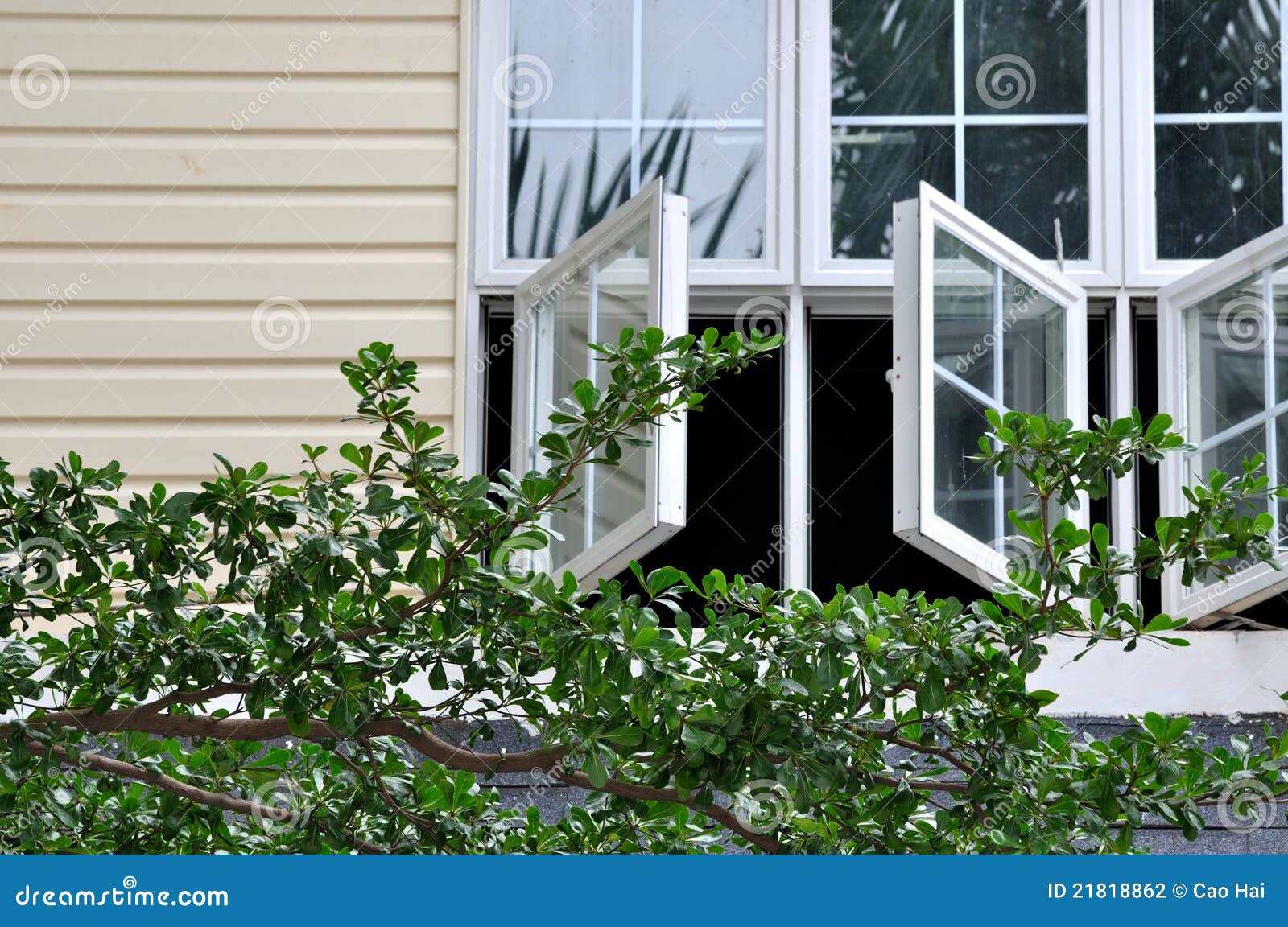 Architecture Window and Tree Branch Stock Photo - Image of green, home ...