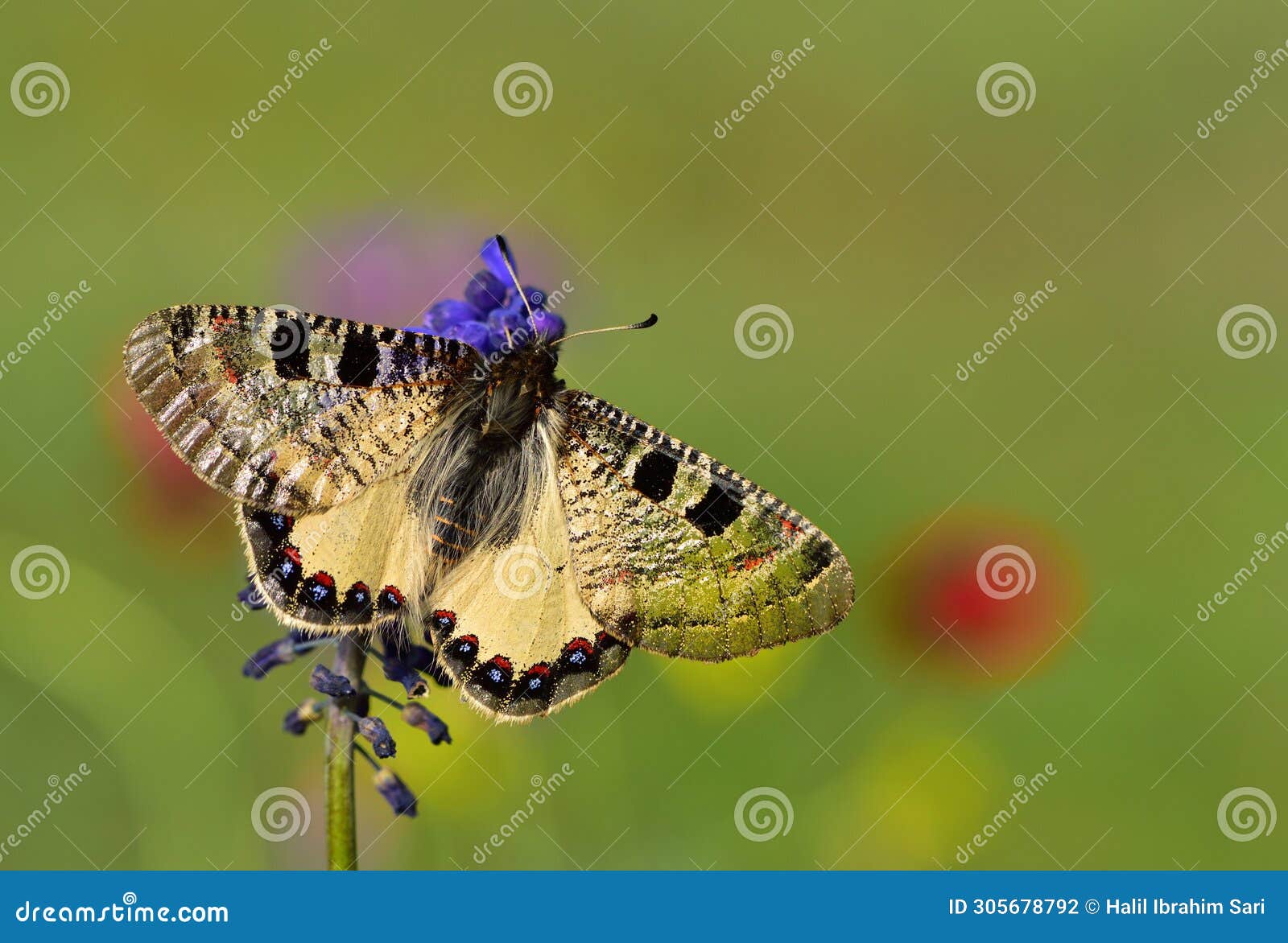 Archon apollinus 244 stock photo. Image of macro, anteros - 305678792