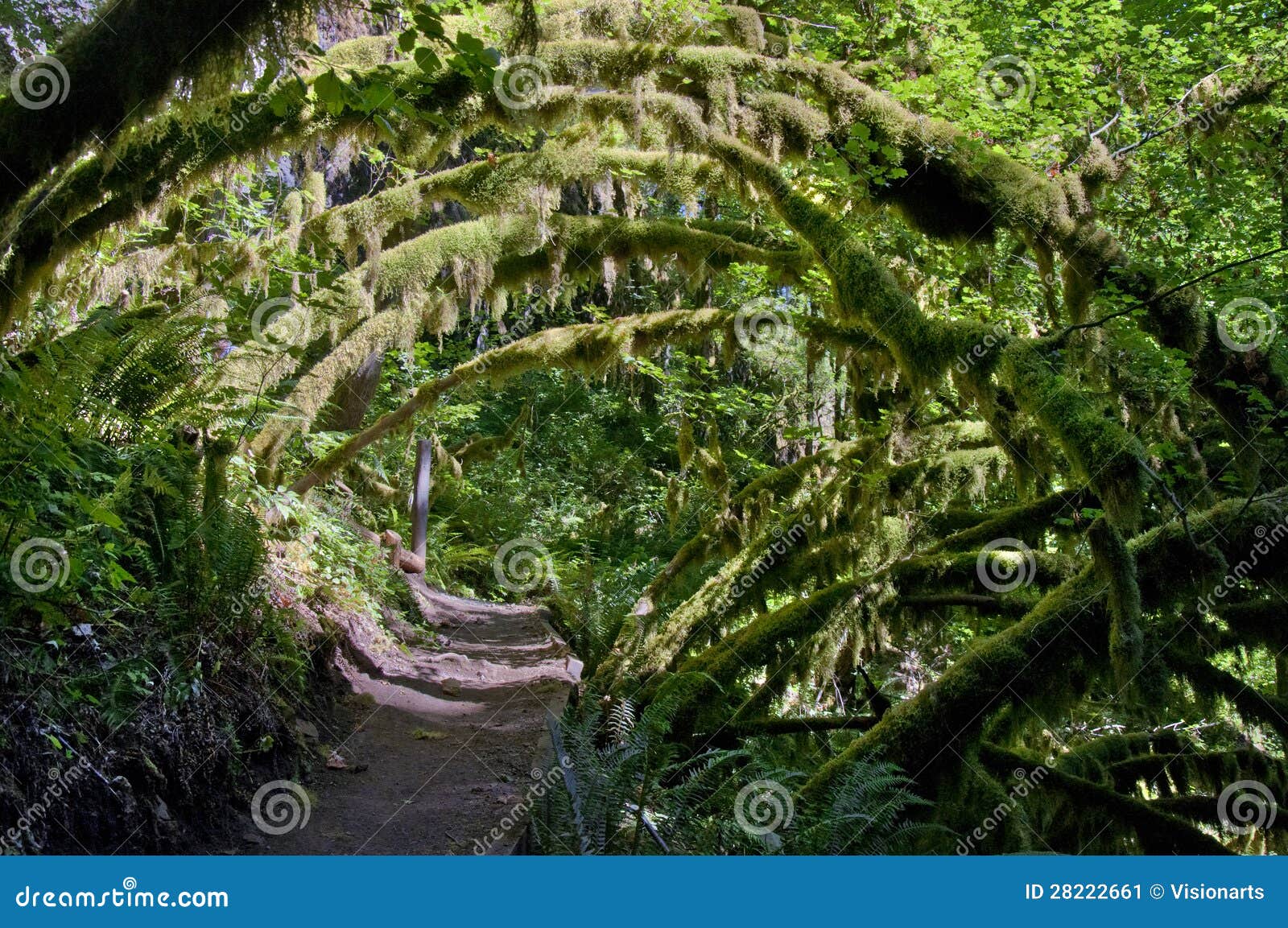 Archway Path of Mossy Trees in Forest Stock Image - Image of green ...