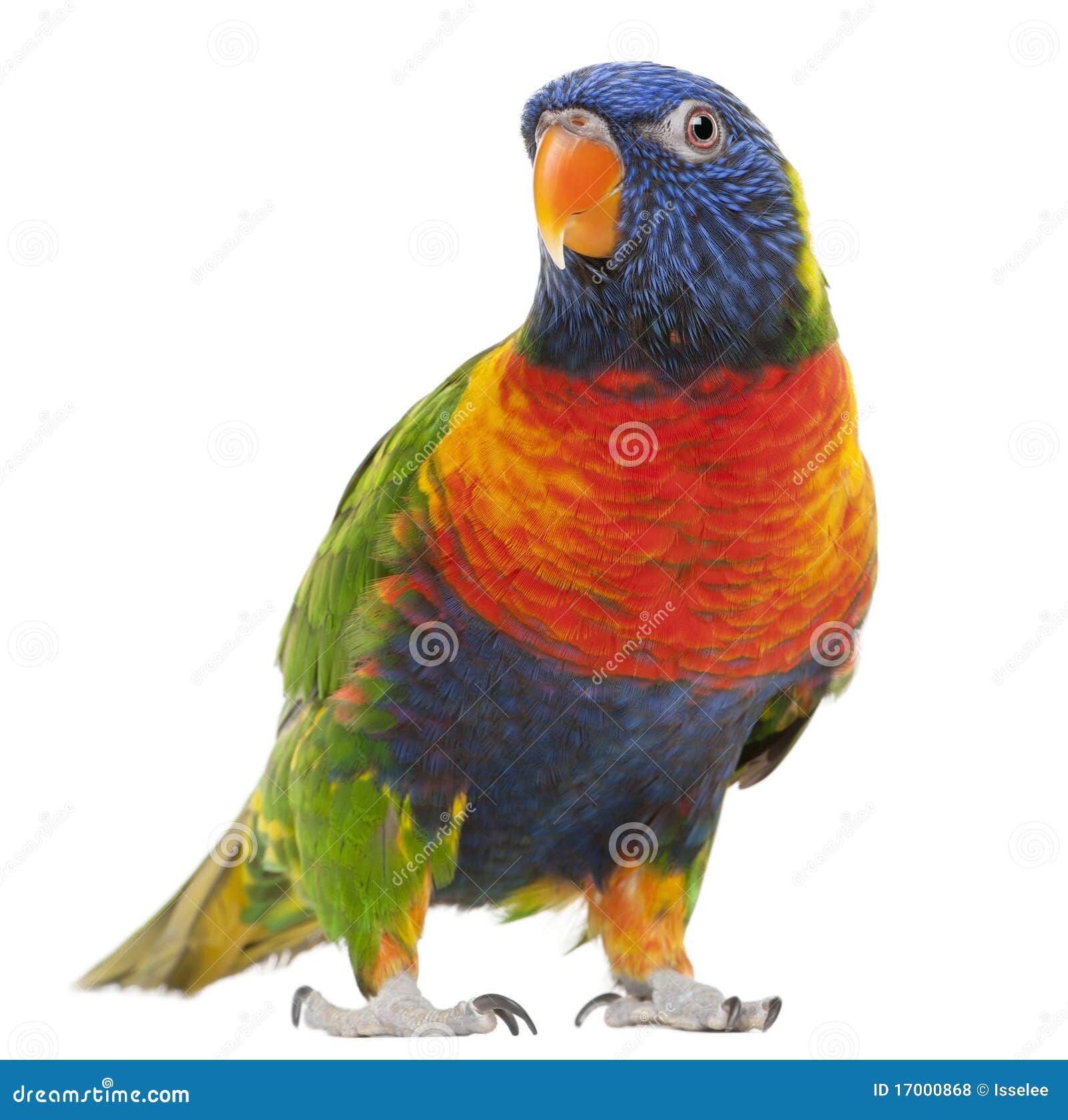 Arco Iris Lorikeet, Haematodus Del Trichoglossus Foto de archivo ...