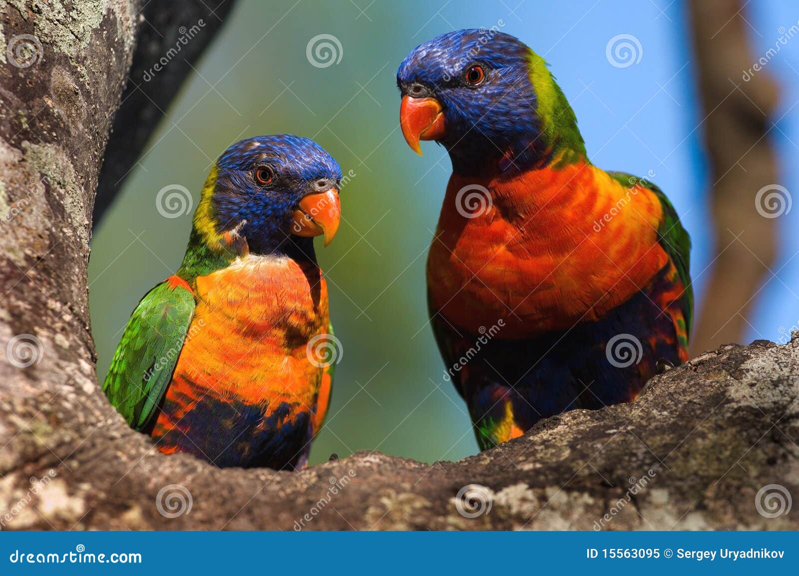 Arco iris Lorikeets. imagen de archivo. Imagen de foco - 15563095