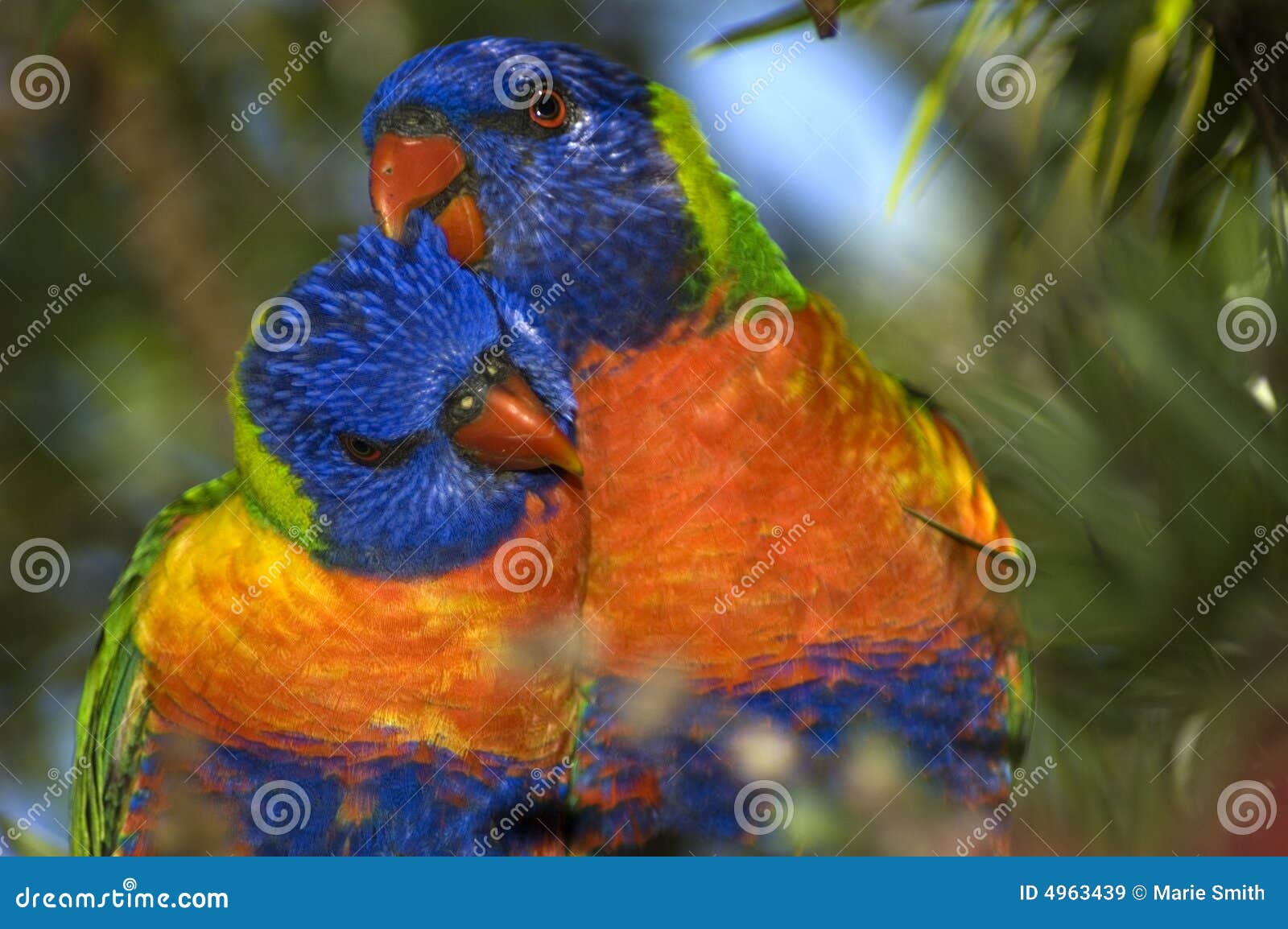 Arco iris Lorikeets imagen de archivo. Imagen de amigos - 4963439