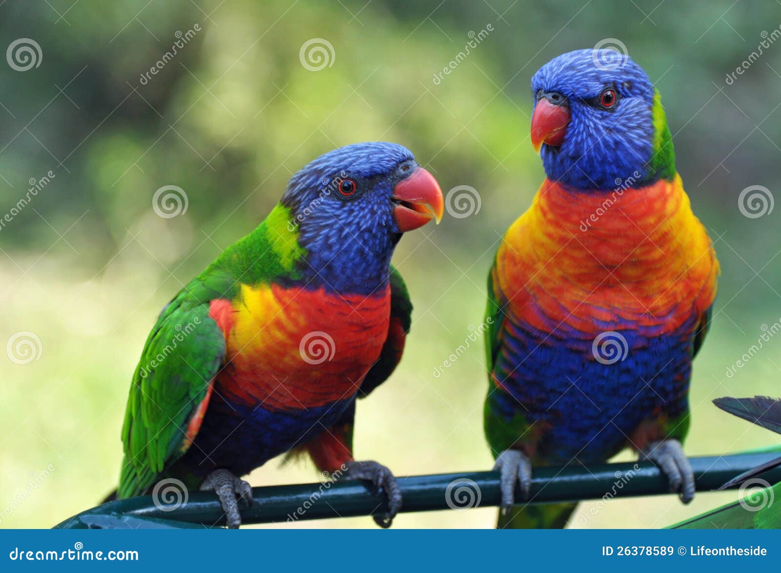 Arco Iris Lorikeets Gold Coast Australia Imagen de archivo - Imagen de ...
