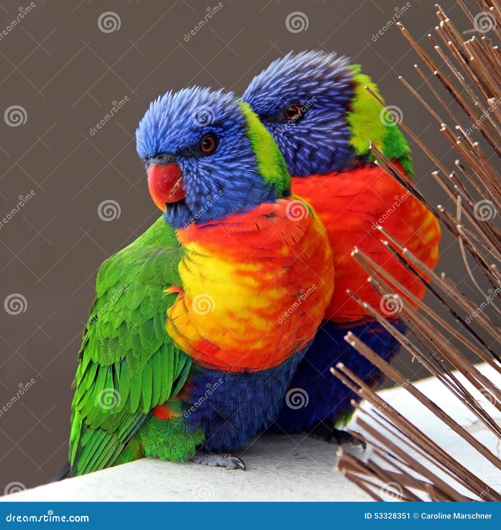 Arco Iris Lorikeets, Heamatodus Del Trichoglossus Imagen de archivo ...
