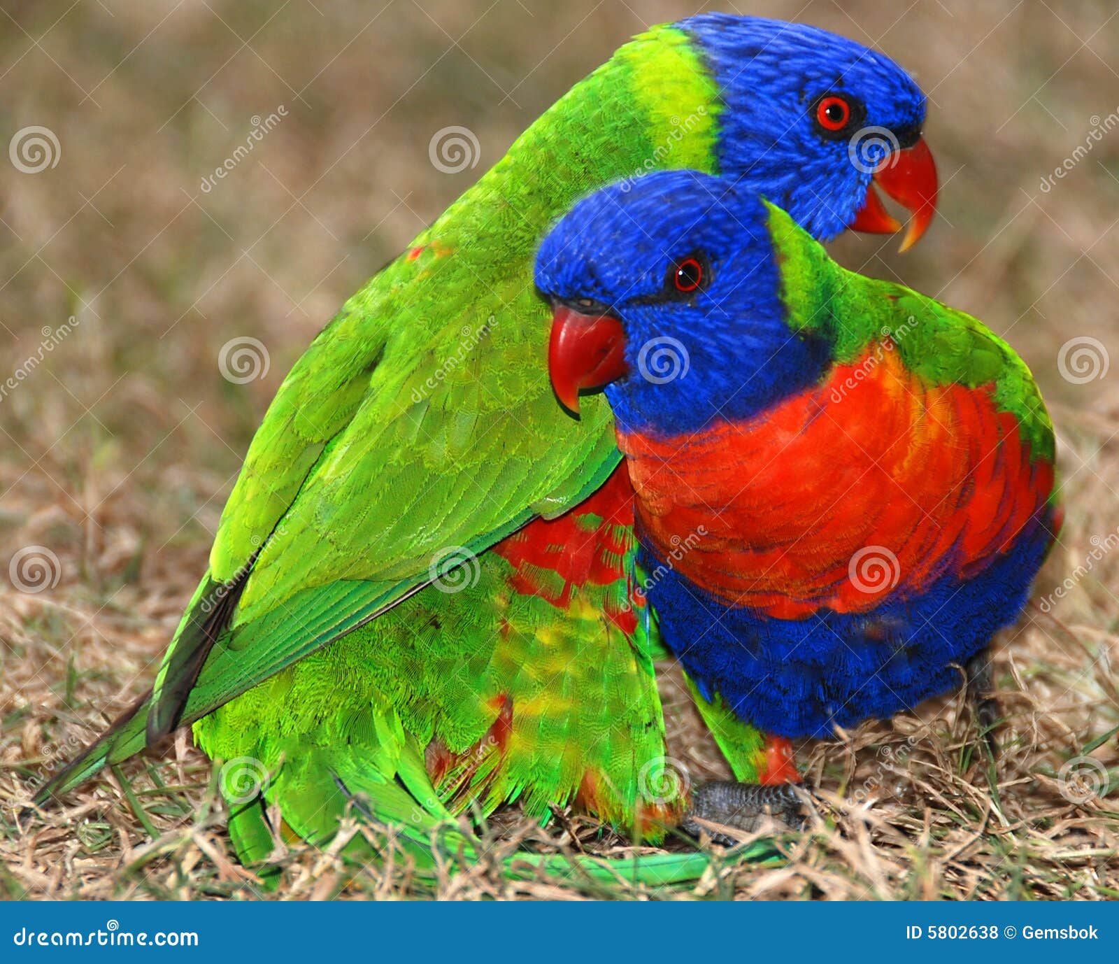 Arco-íris Lorikeets foto de stock. Imagem de pena, australiano - 5802638