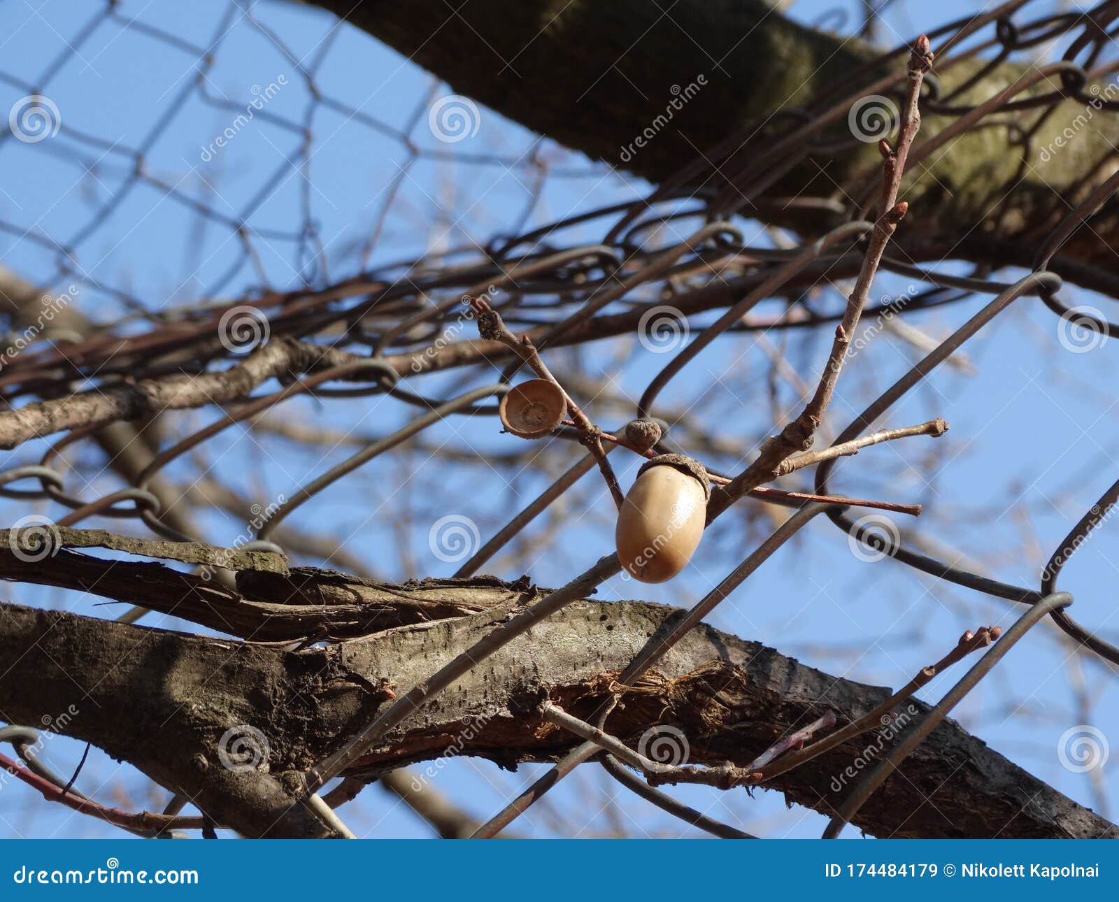 Arcon in Acron Tree Spring Branch Stock Image - Image of branch, acron ...